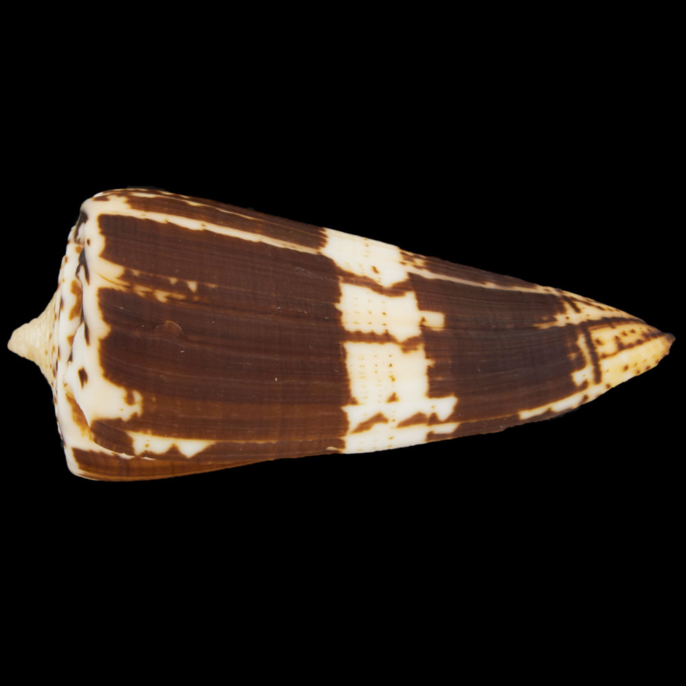 Conus Maldivus - Madagascar
