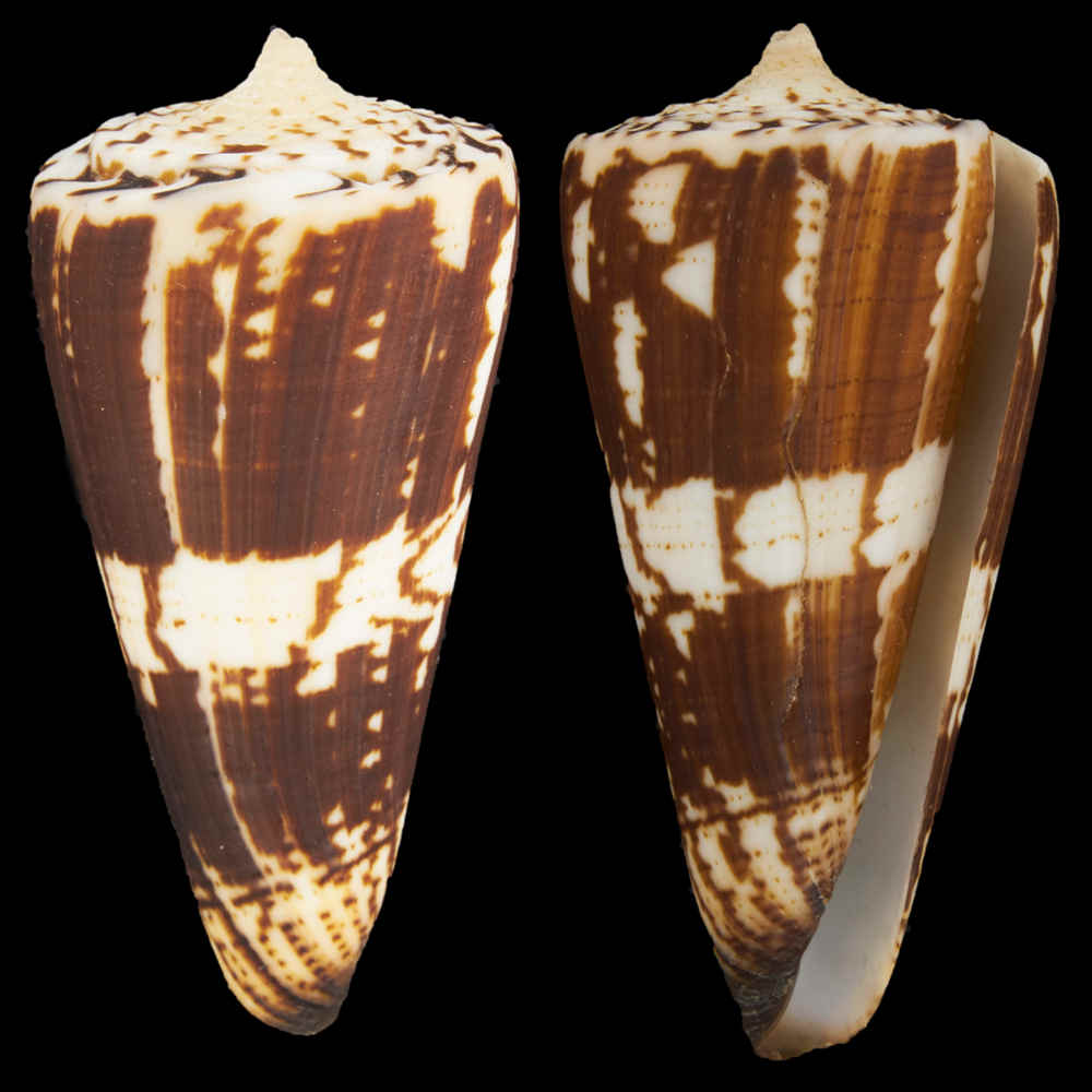 Conus Maldivus - Madagascar