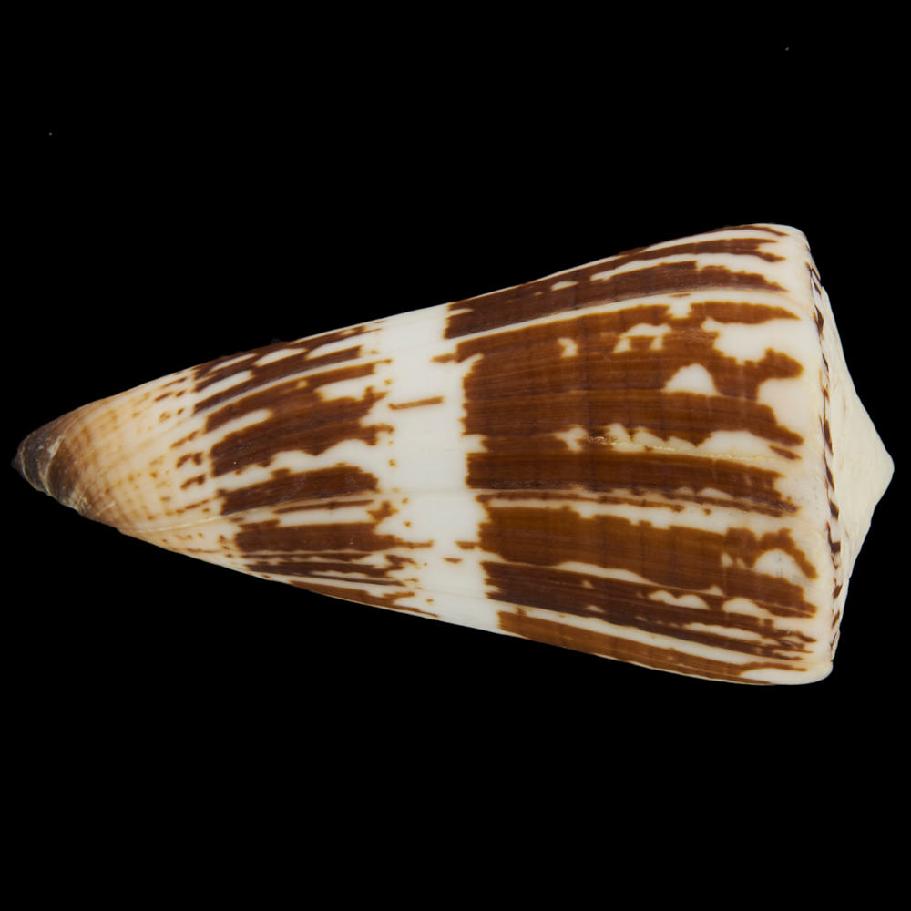 Conus (Strategoconus) Maldivus - Madagaskar