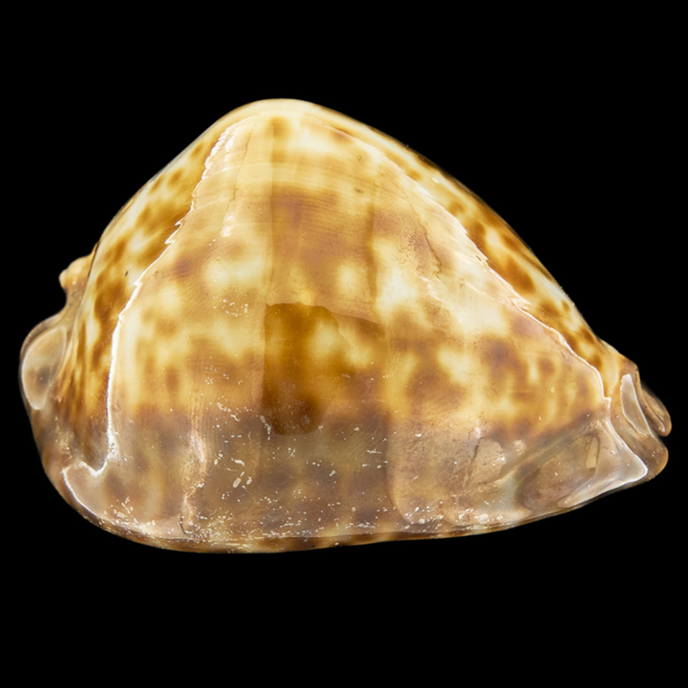 Trona Stercoraria var. Rattus - Senegal
