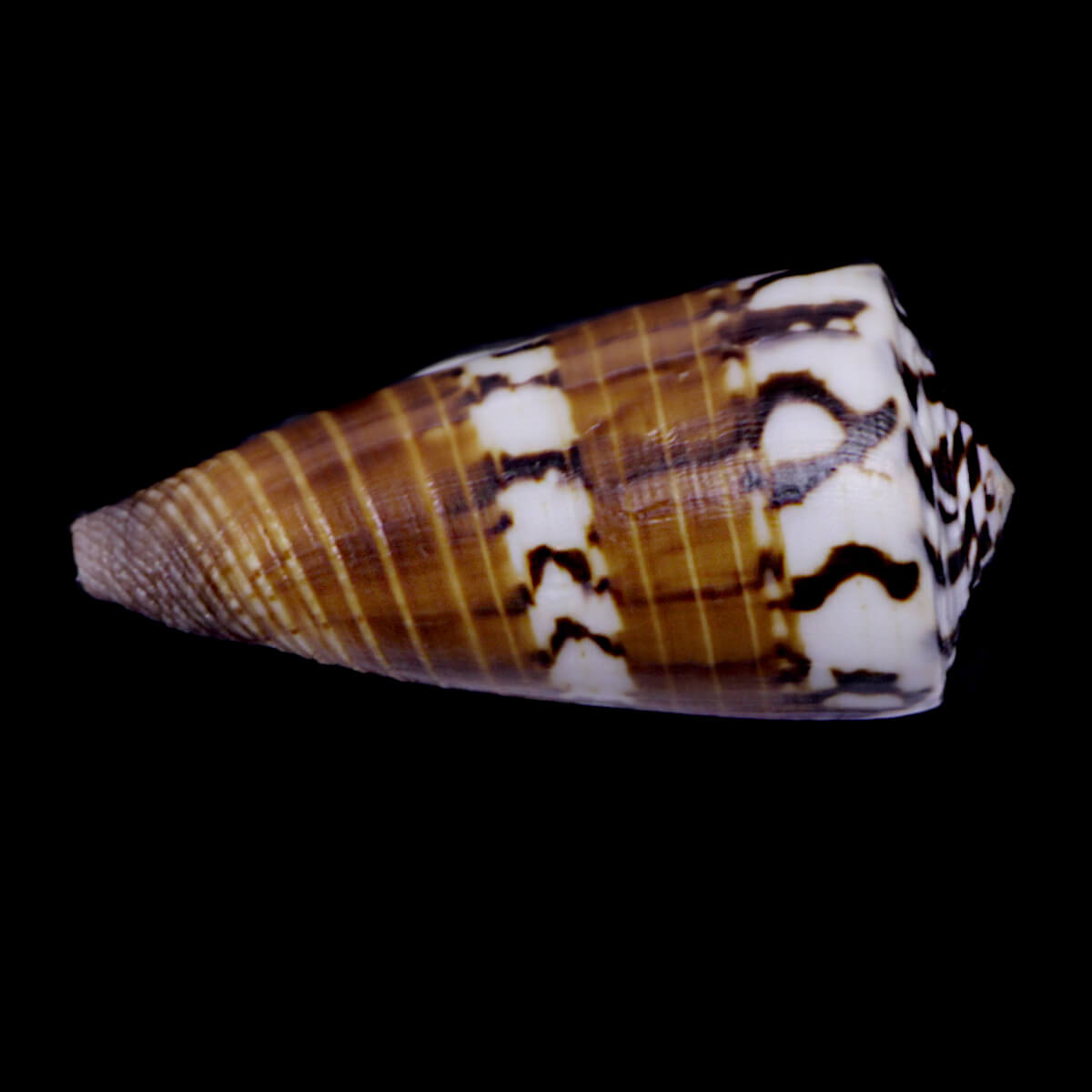 Strategoconus Vitulinus