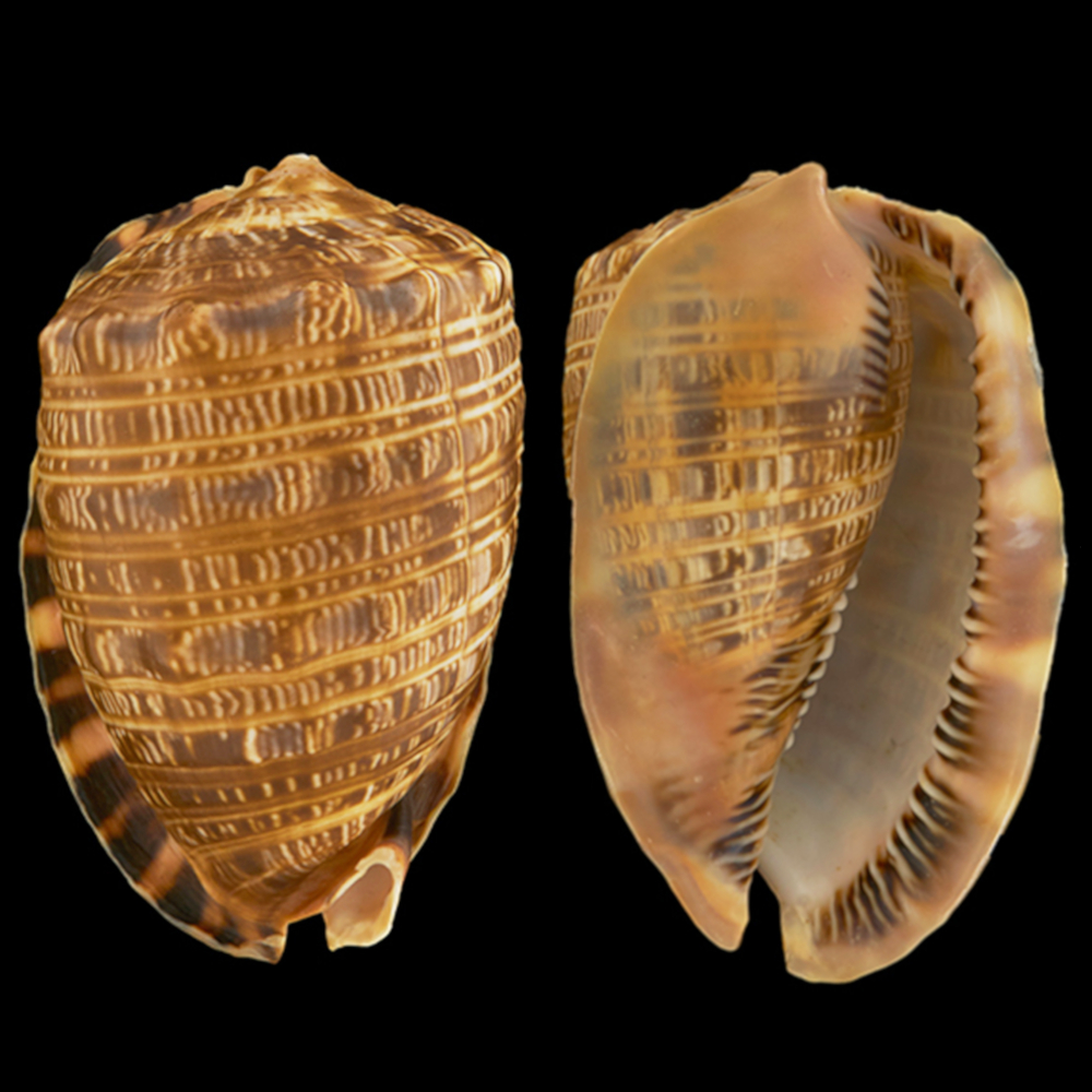 Cypraecassis Tenius - Messico