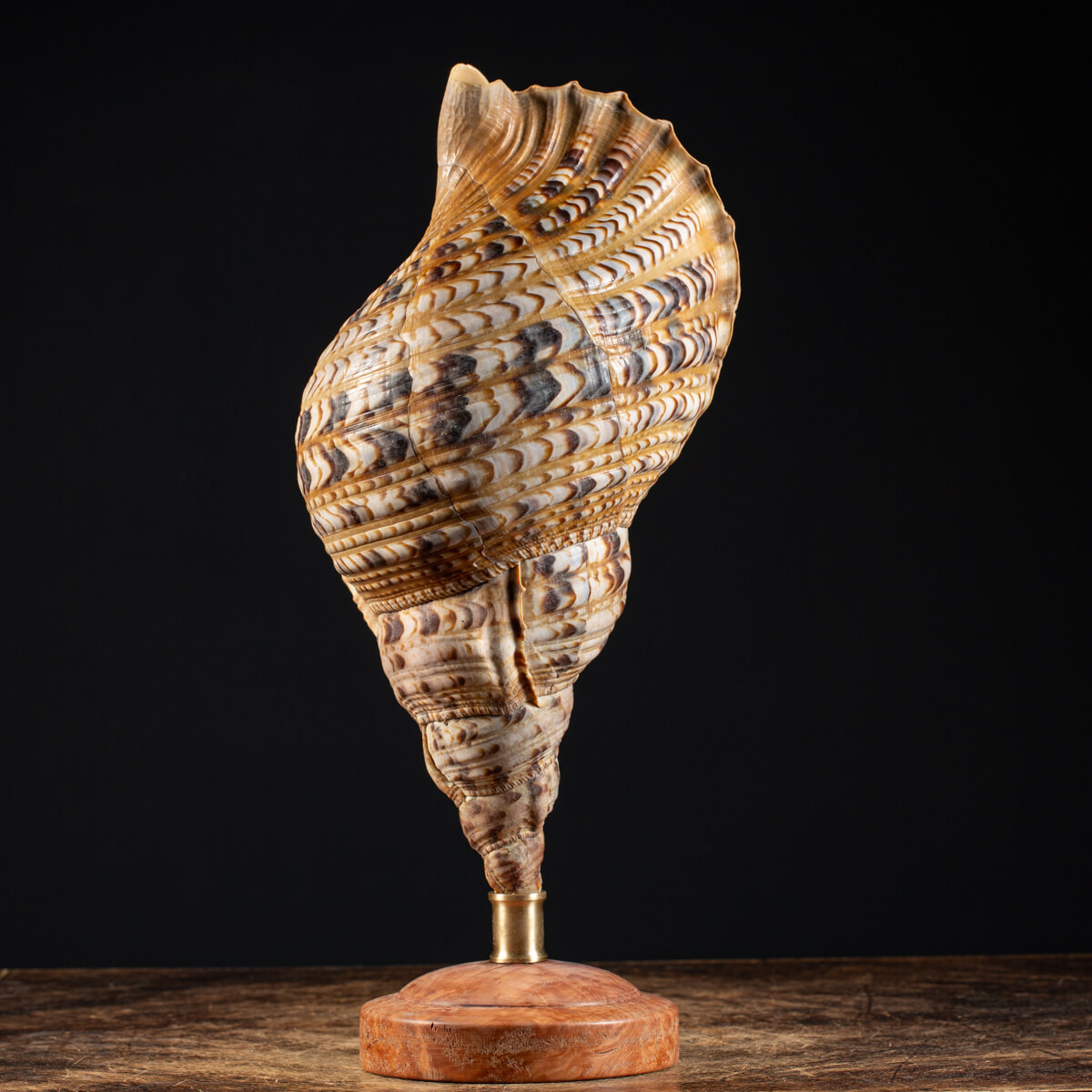 Charonia Tritonis su piedistallo