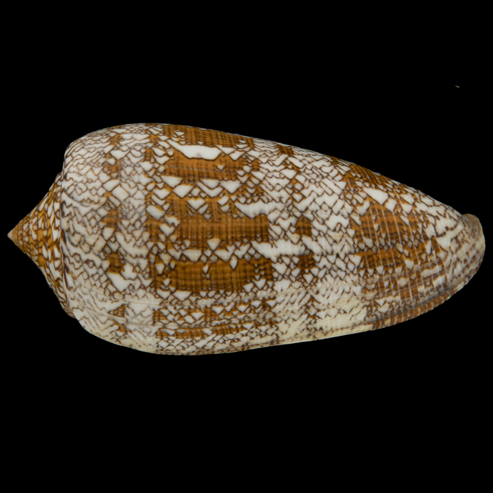 Conus Textile - India