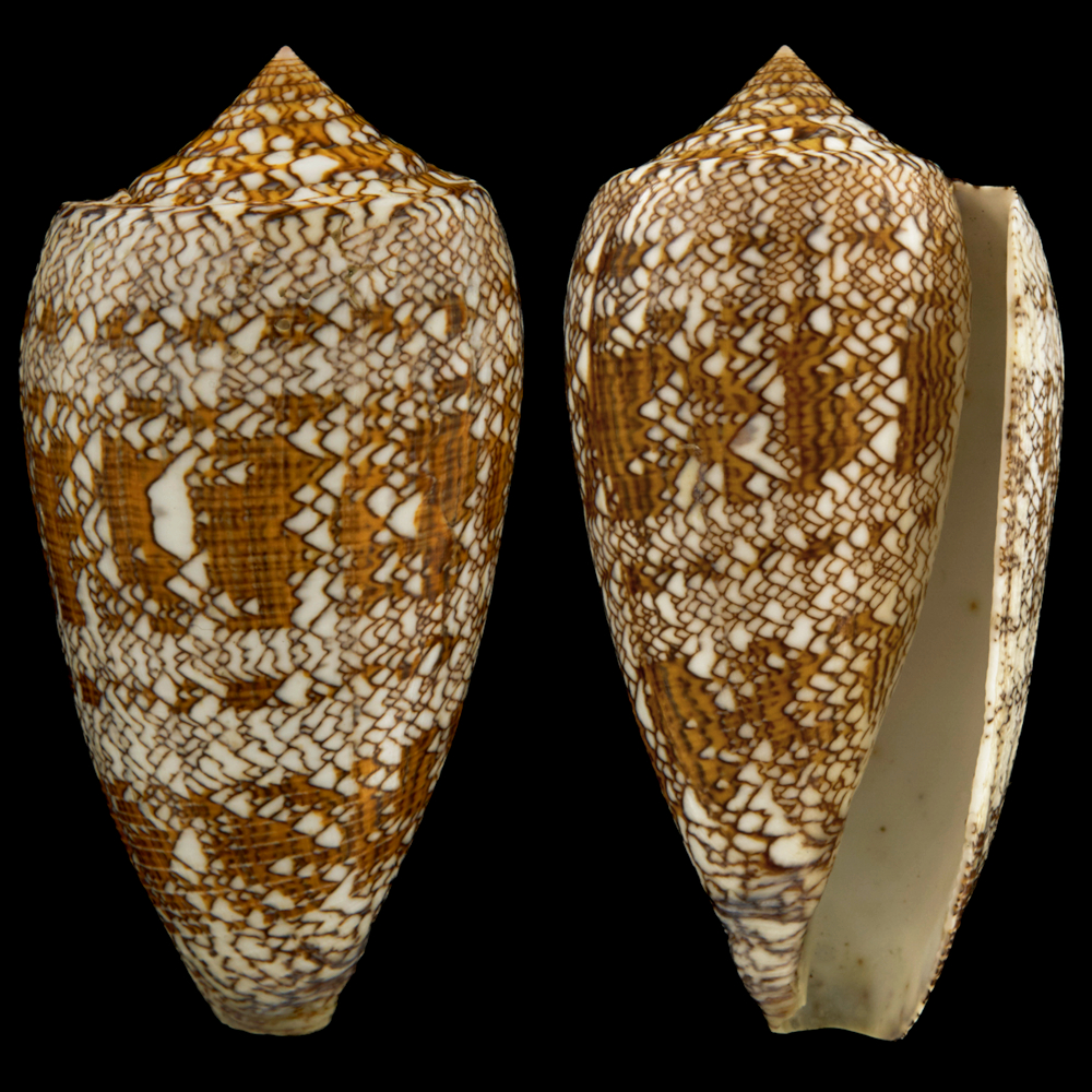 Conus Textile - India