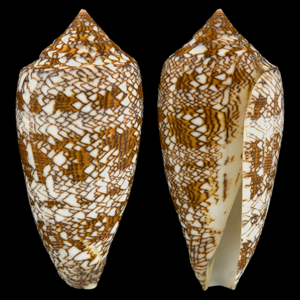 Conus Textile - India