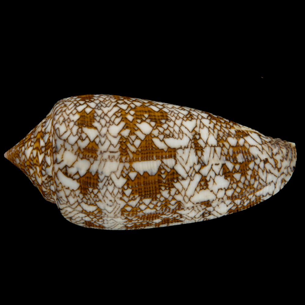 Conus Textile - India