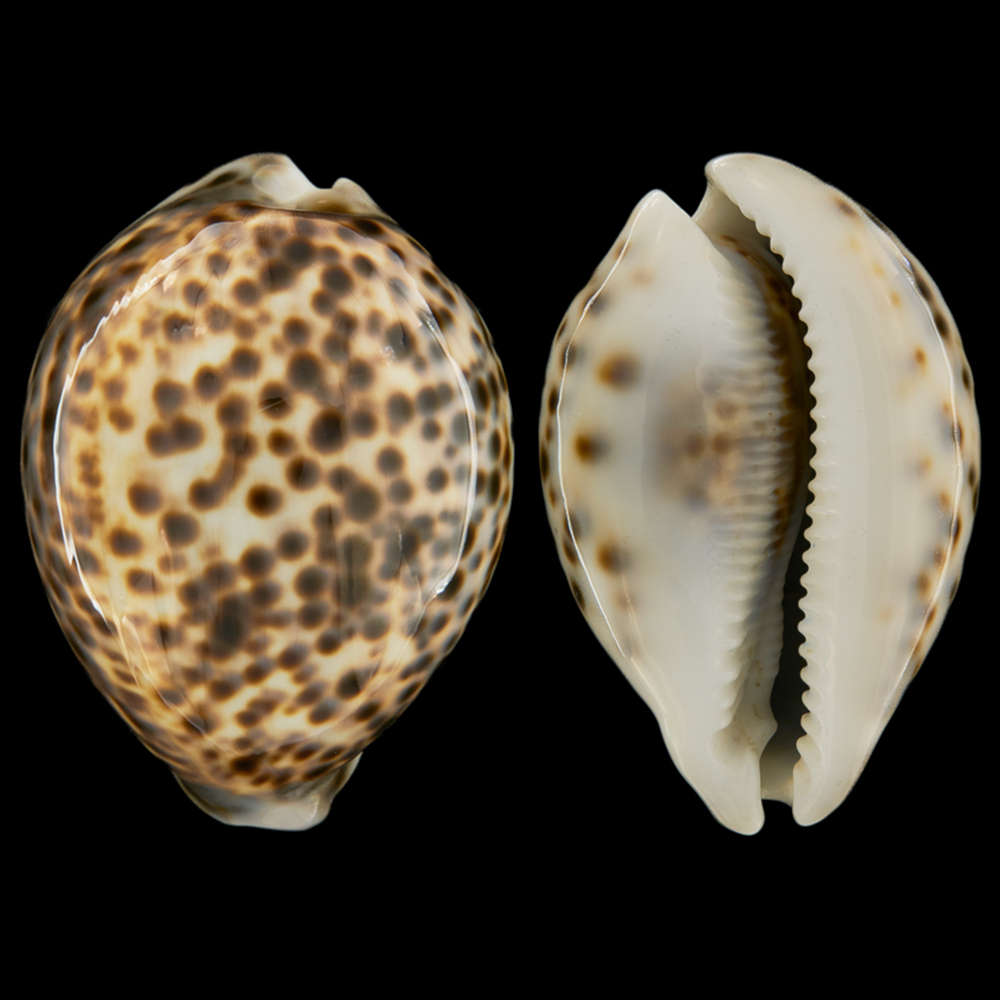 Cypraea Tigris - Madagascar