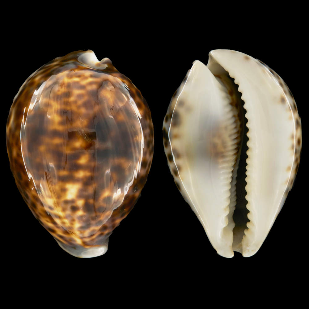 Cypraea Tigris - Madagascar