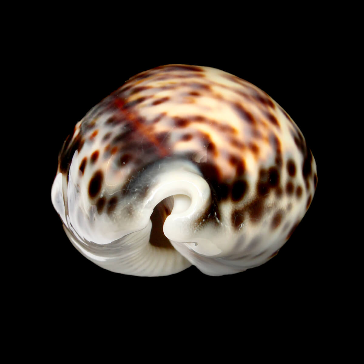 Cypraea Tigris