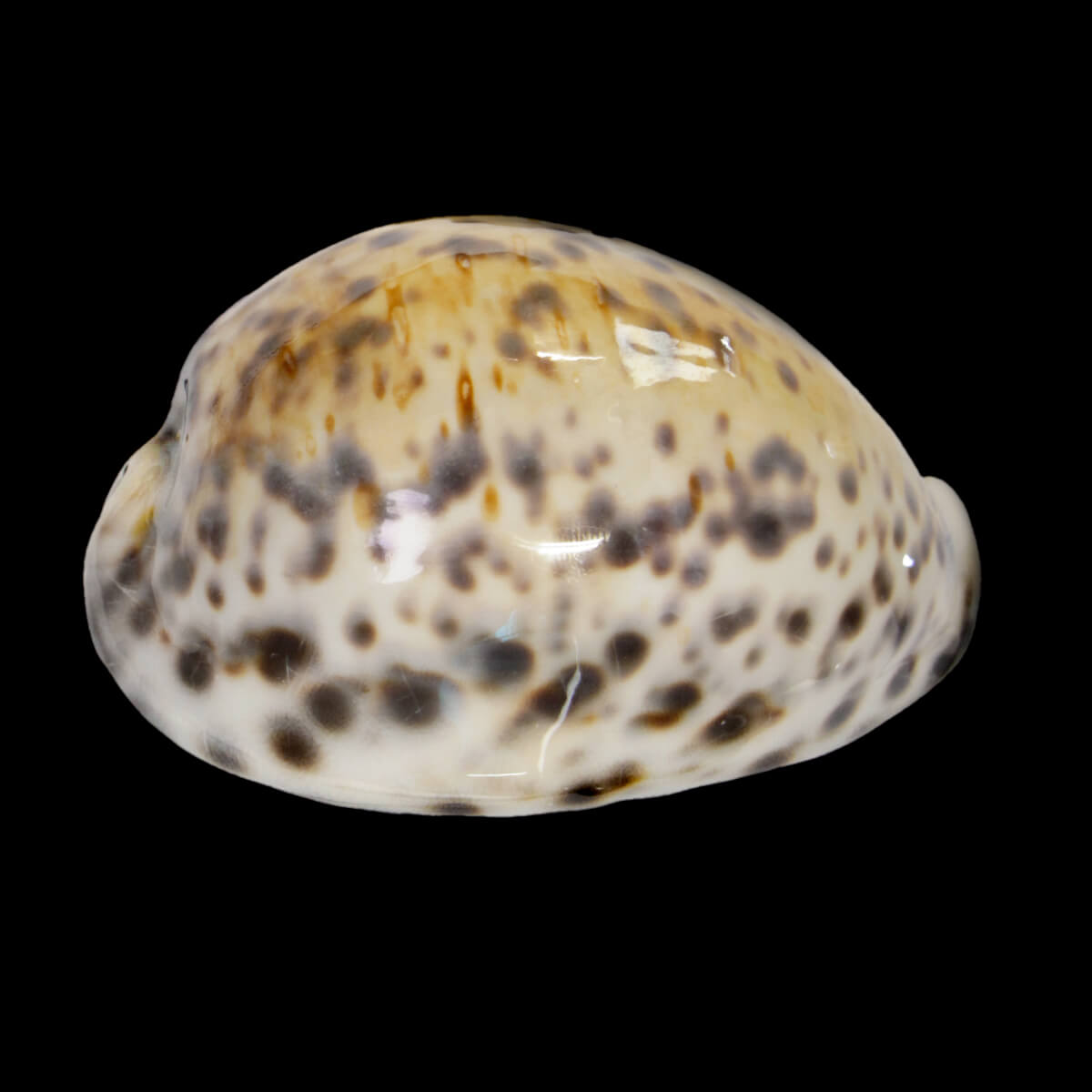 Cypraea Tigris