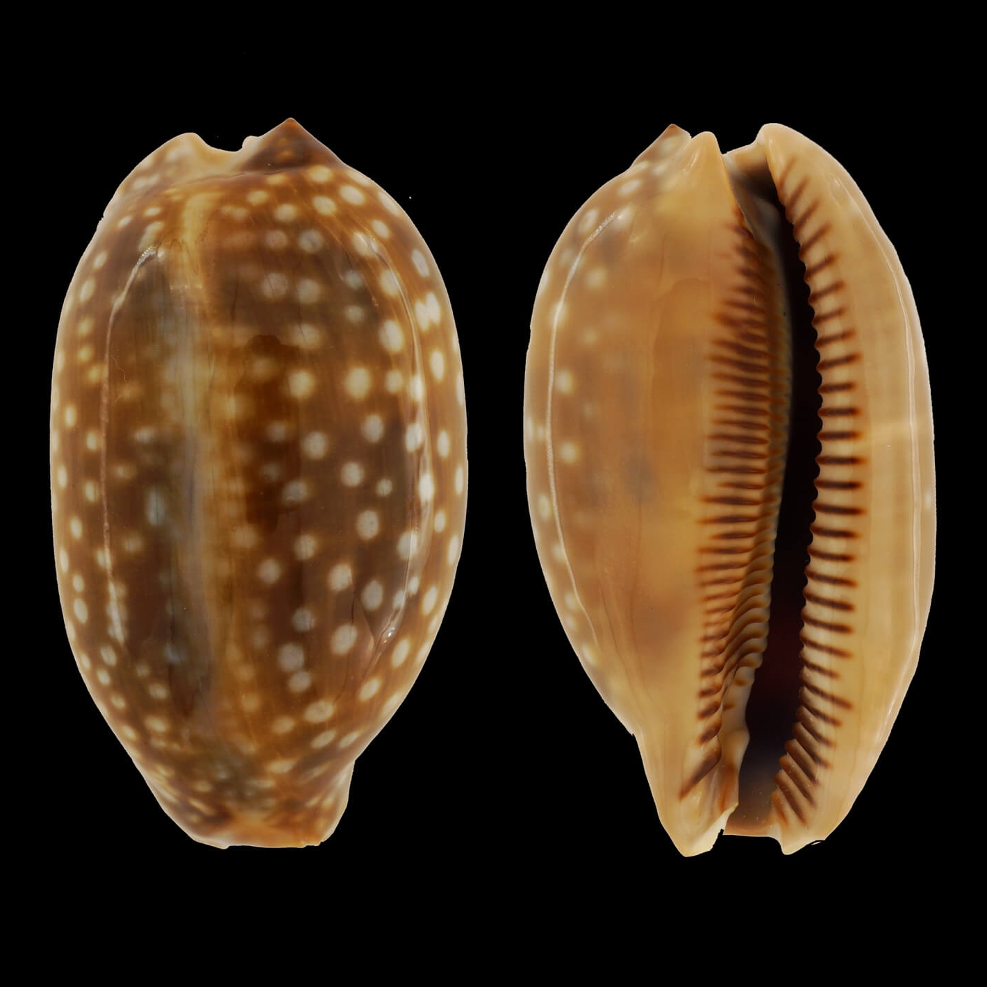 Macrocypraea Zebra Dissimilis