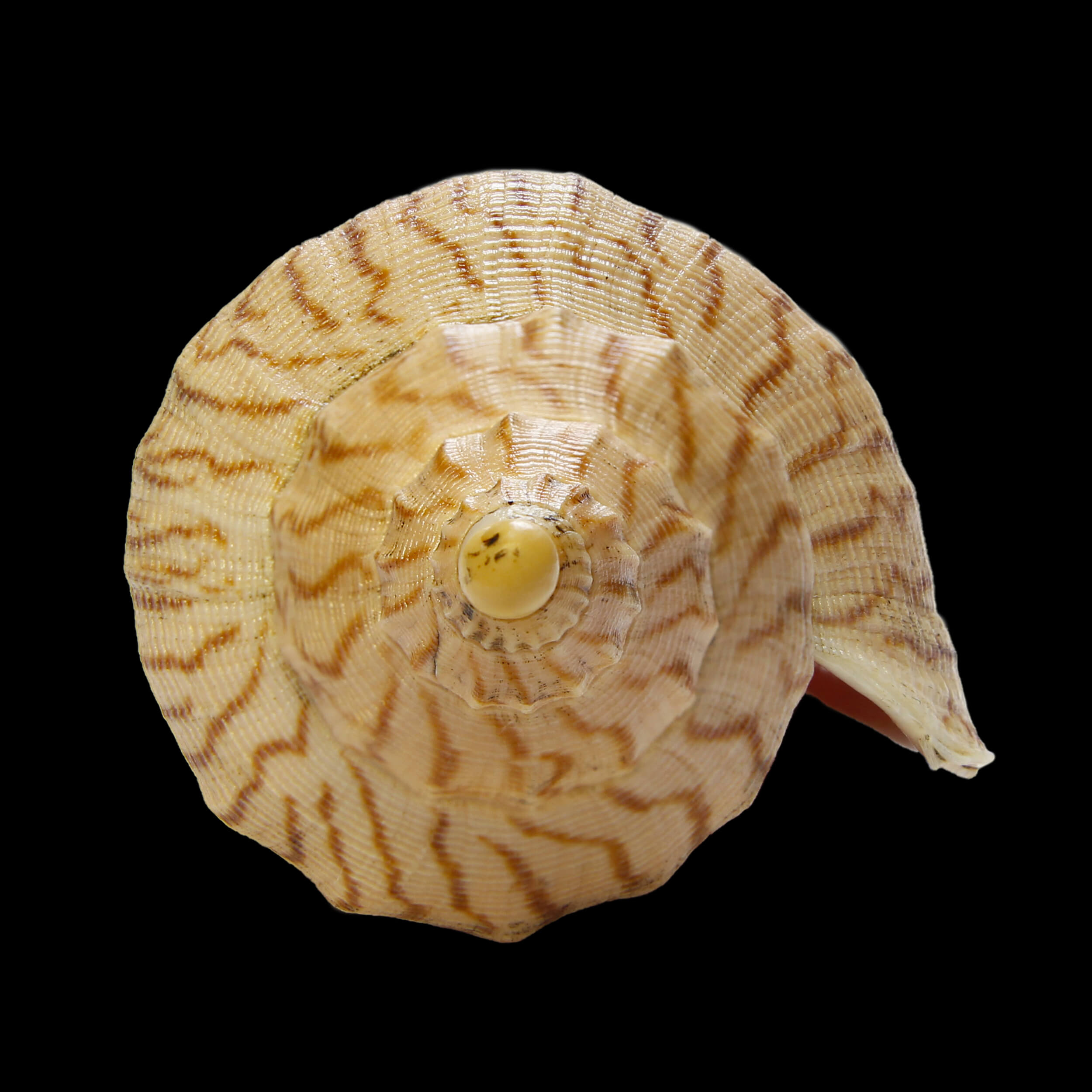 Fulgoraria Ericarum - Cina