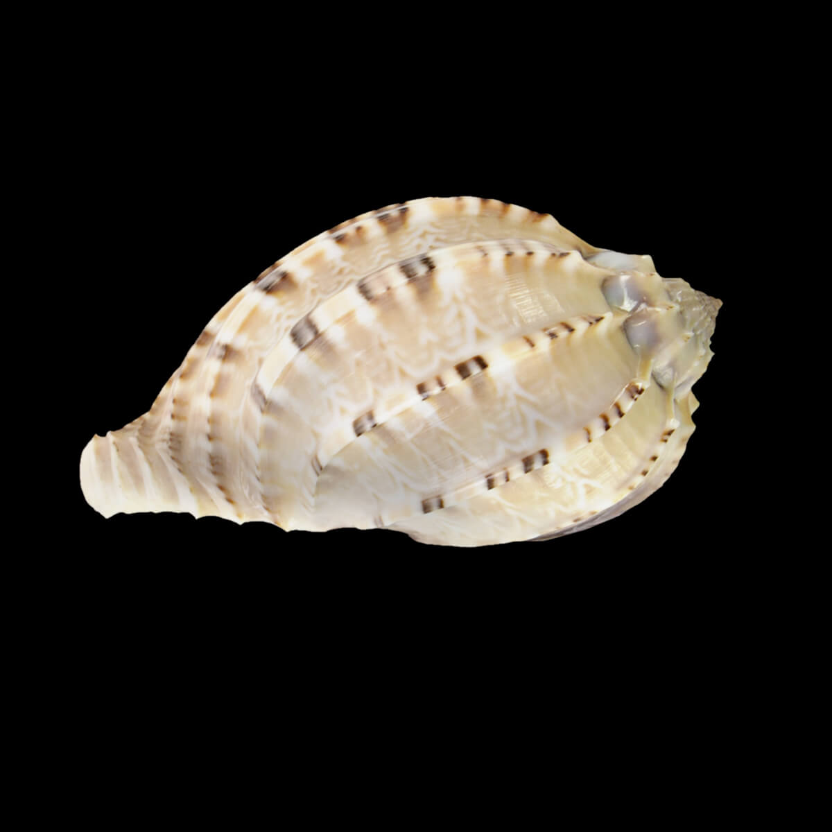 Harpa Articularis - Filippine