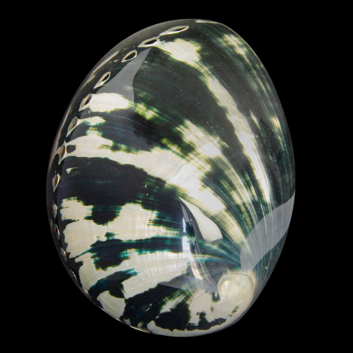 Haliotis Cracherodii