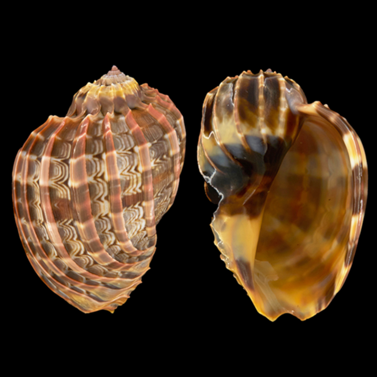 Harpa Cabriti - Madagascar