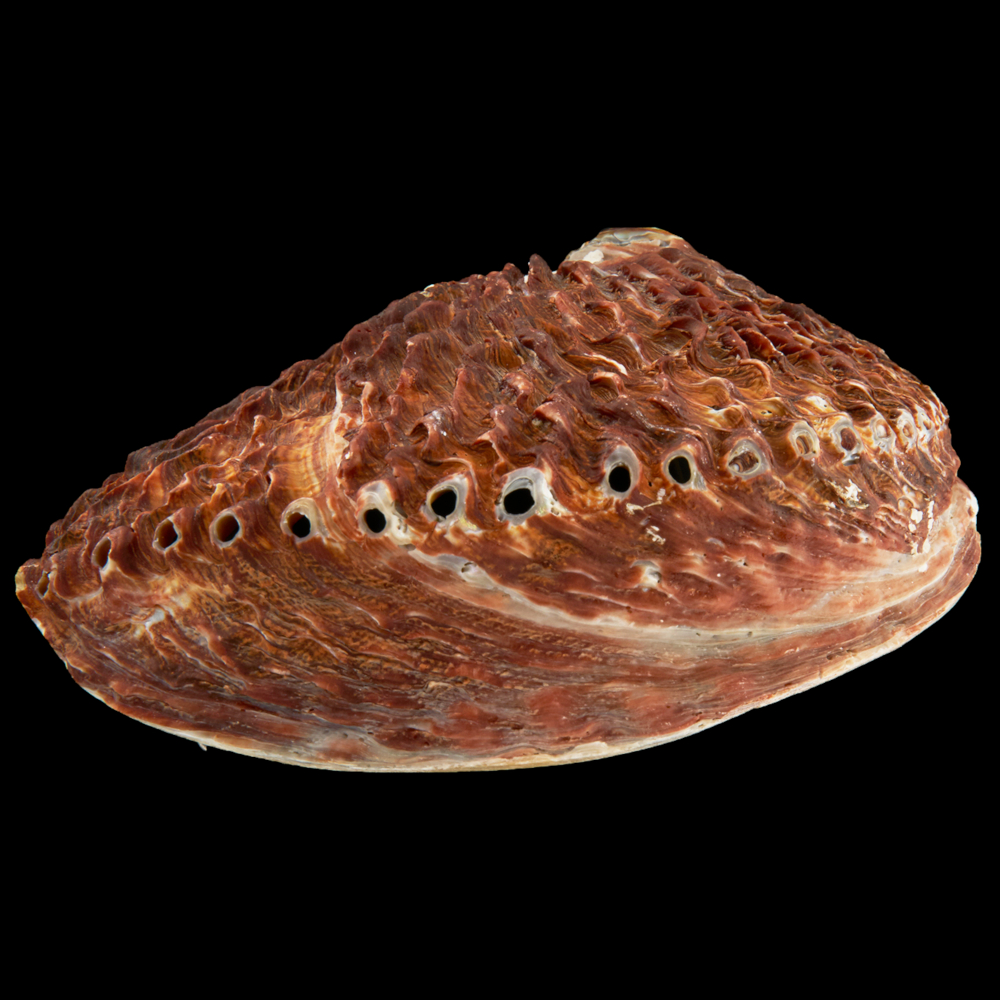 Haliotis Midae - S. Africa