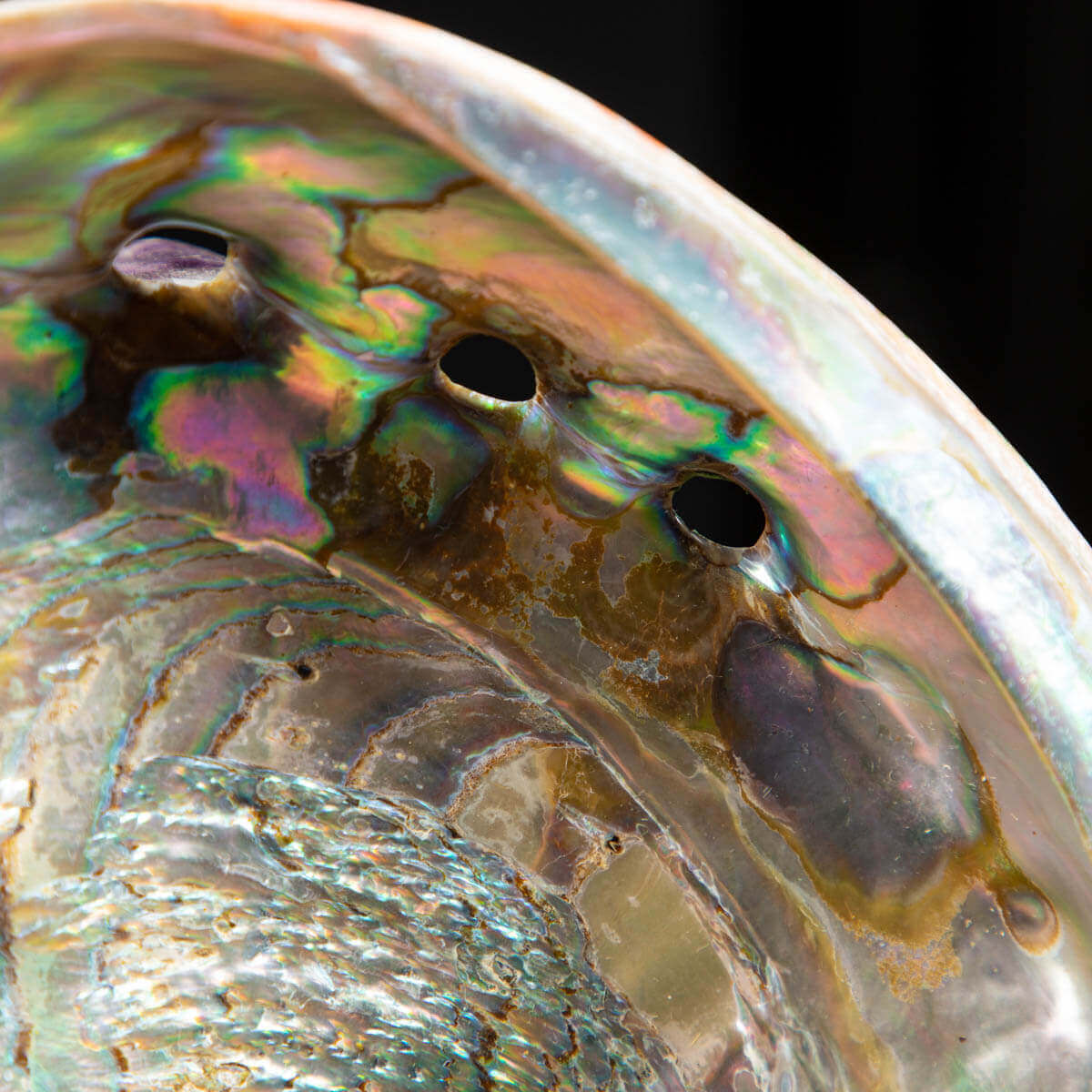 Schöne Haliotis Rufescens Muschel aus Kalifornien - HRC-10