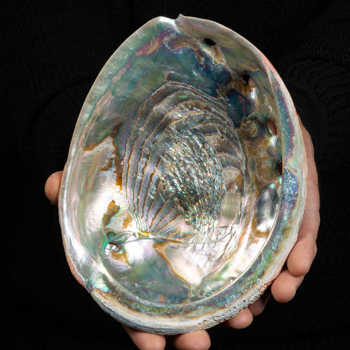 Belle Coquille de Haliotis Rufescens de Californie - HRC-10