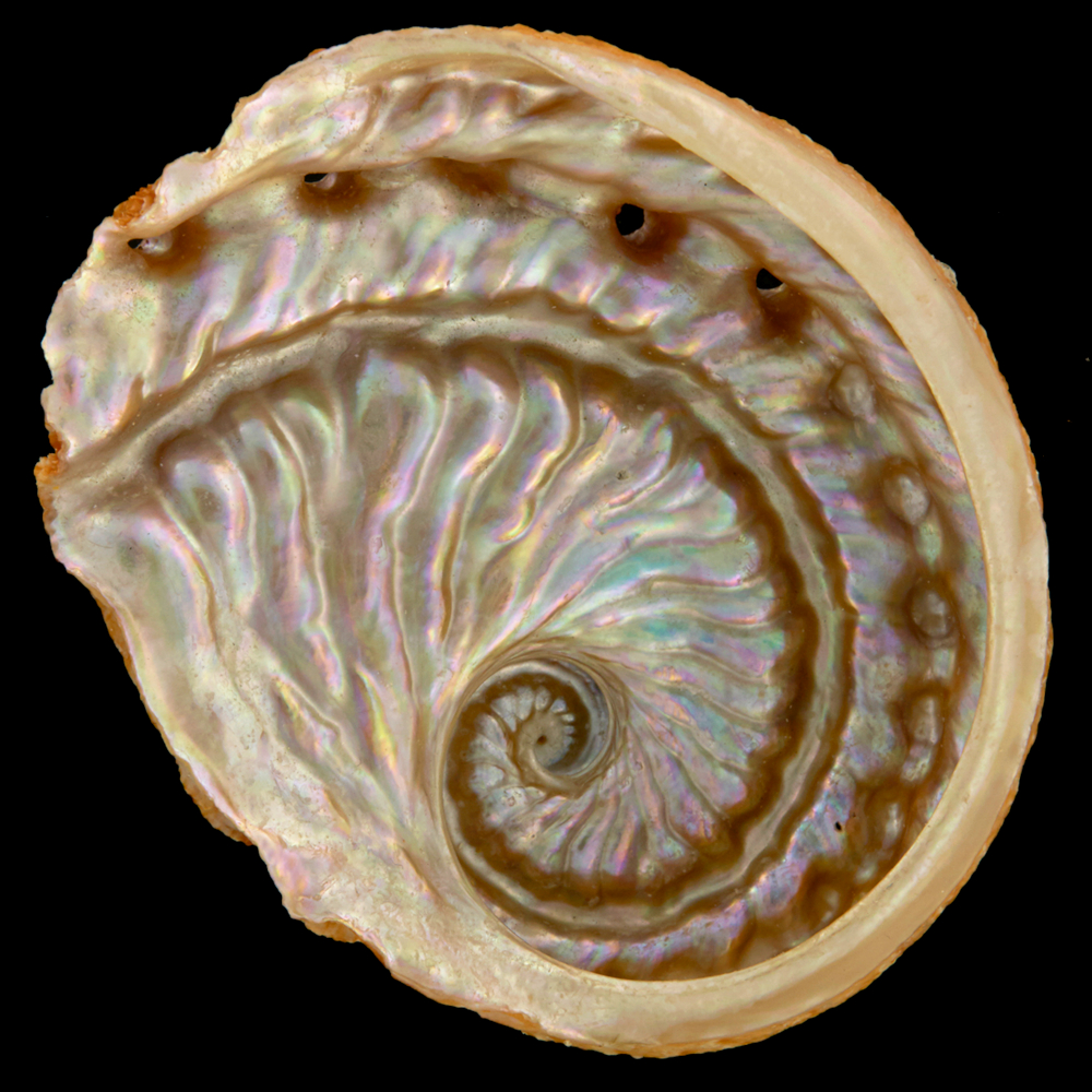 Haliotis Scalaris - Australia