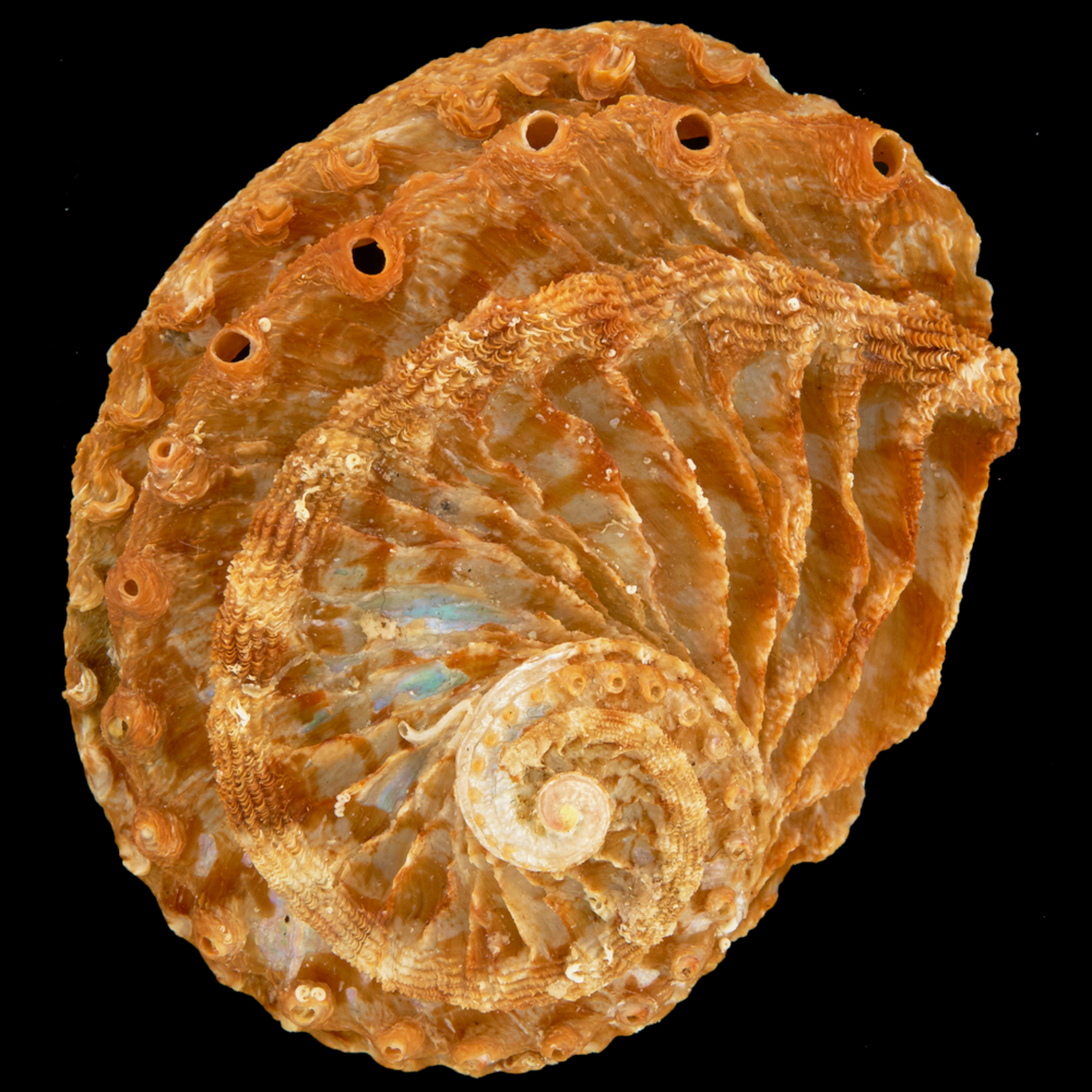 Haliotis Scalaris - Australia