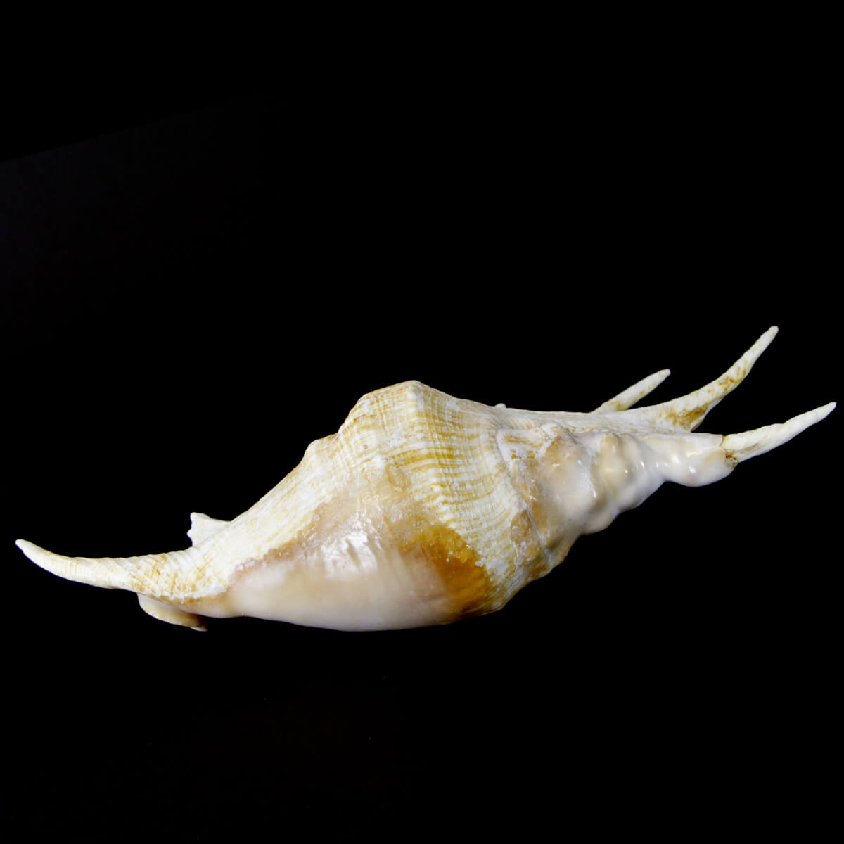 Coralli & Conchiglie - Lambis Truncata