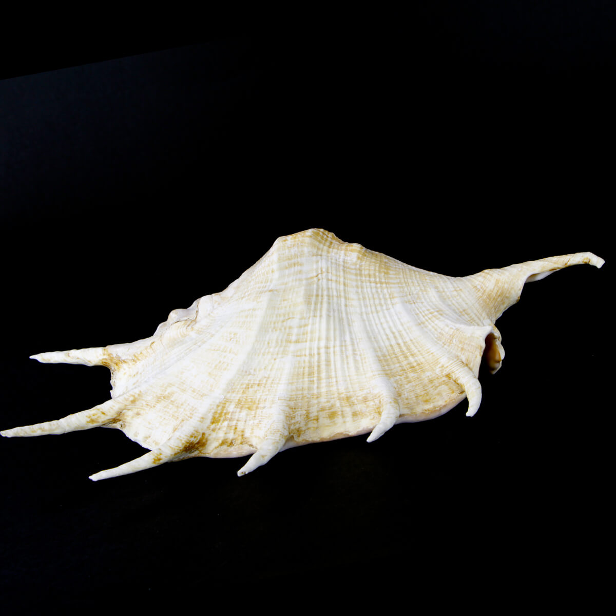 Coralli & Conchiglie - Lambis Truncata