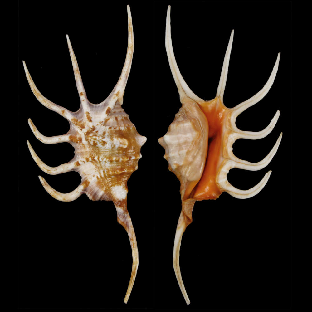 Lambis Crocata - Madagascar