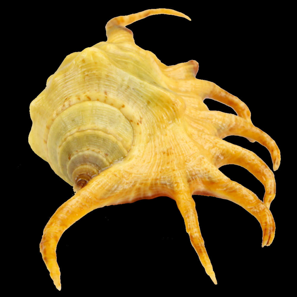 Lambis Crocata - Madagascar