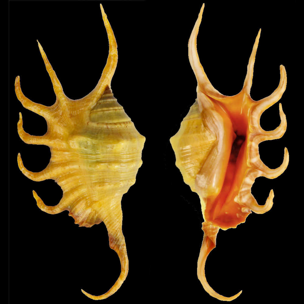 Lambis Crocata - Madagascar