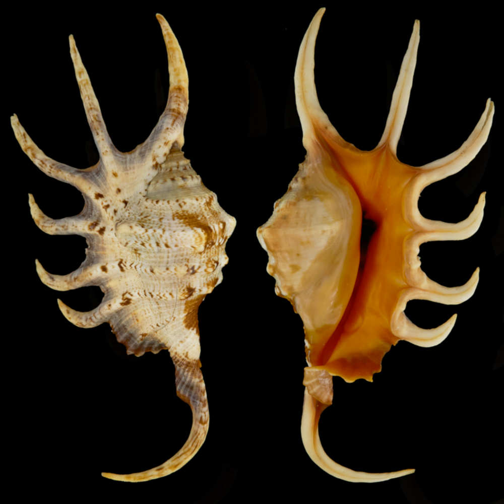 Lambis Crocata - Madagascar