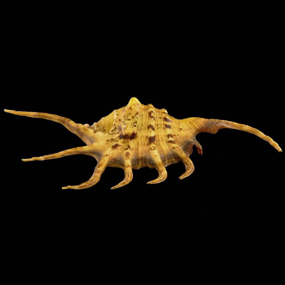 Lambis Crocata - Madagascar