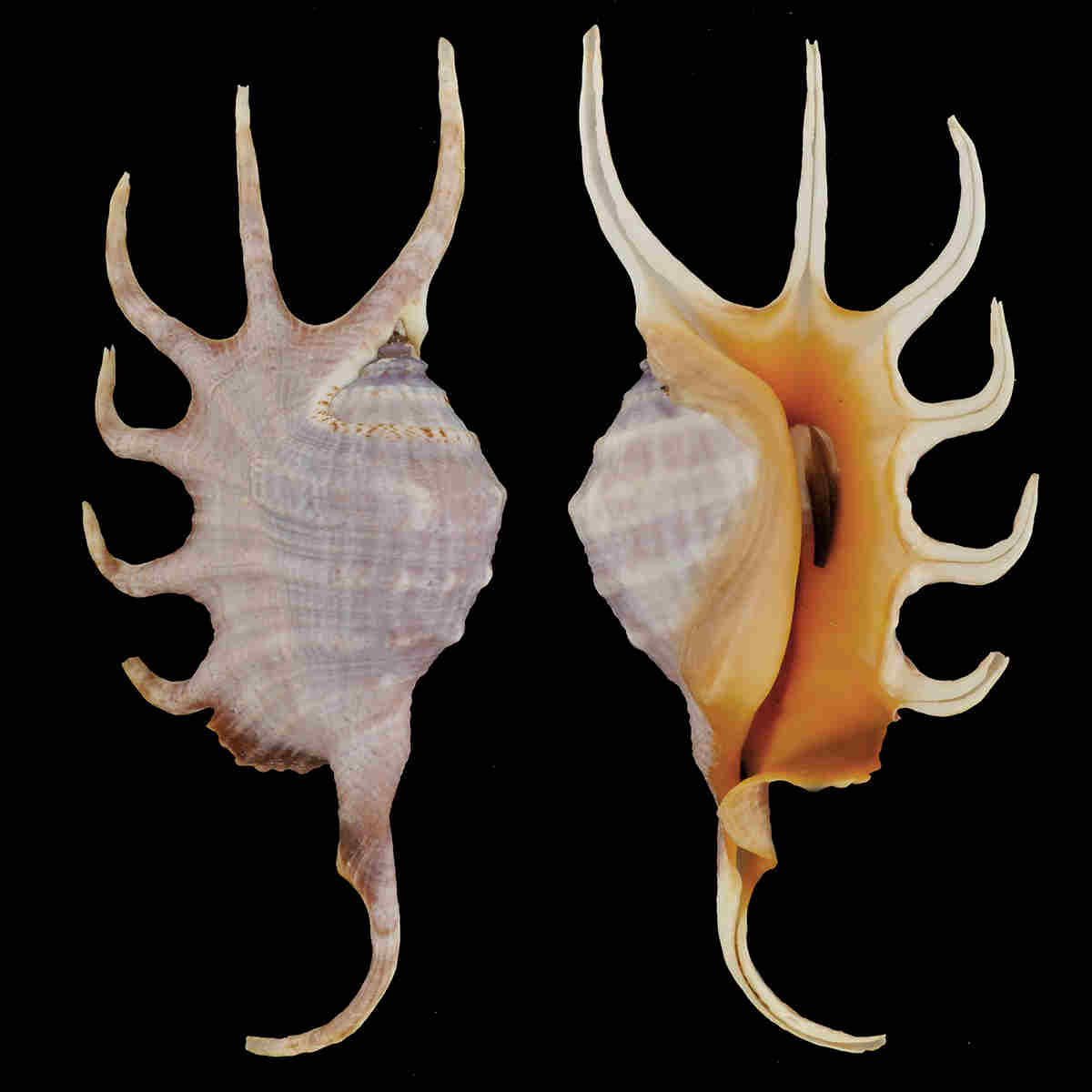 Lambis Crocata - Madagascar