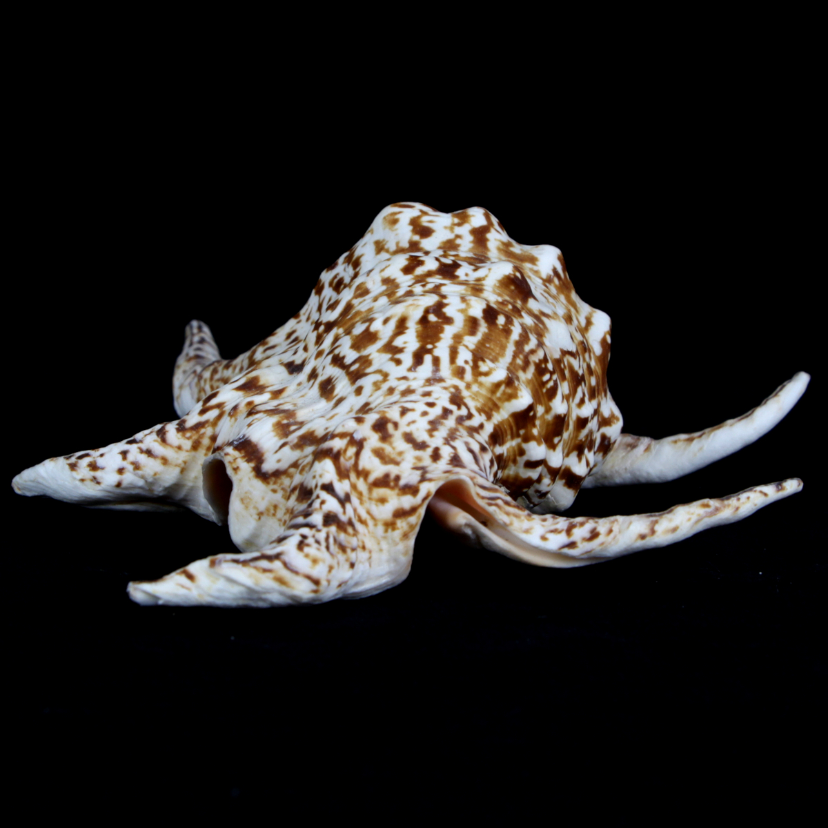 Lambis Harpago Chiragra - Australia