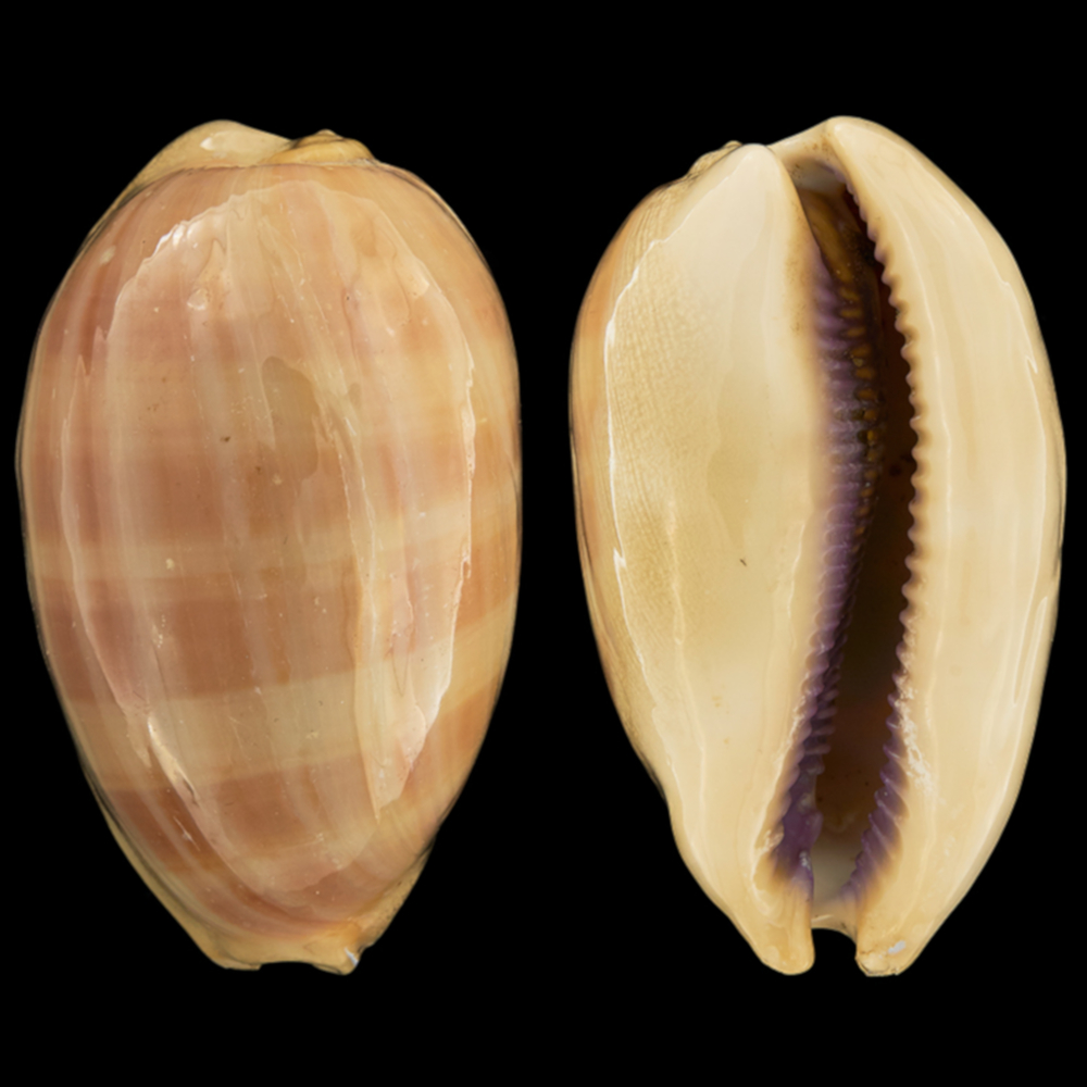 Lyncina Leviathan - Hawaii