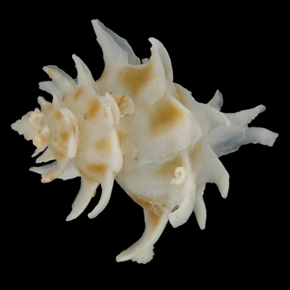 Babelomurex Spinosus - Giappone