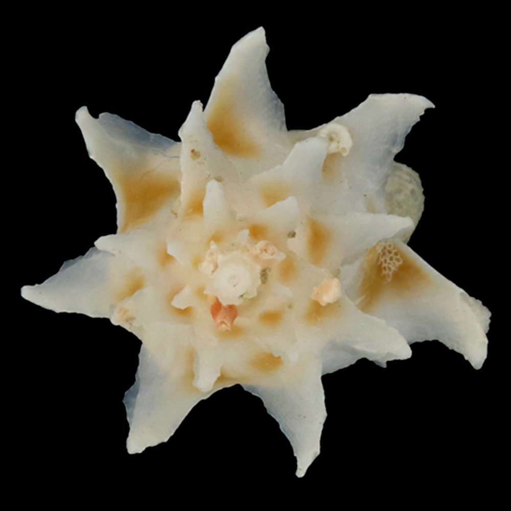 Babelomurex Spinosus - Giappone