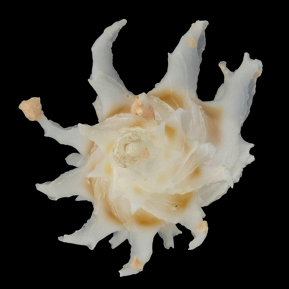 Babelomurex Spinosus - Giappone