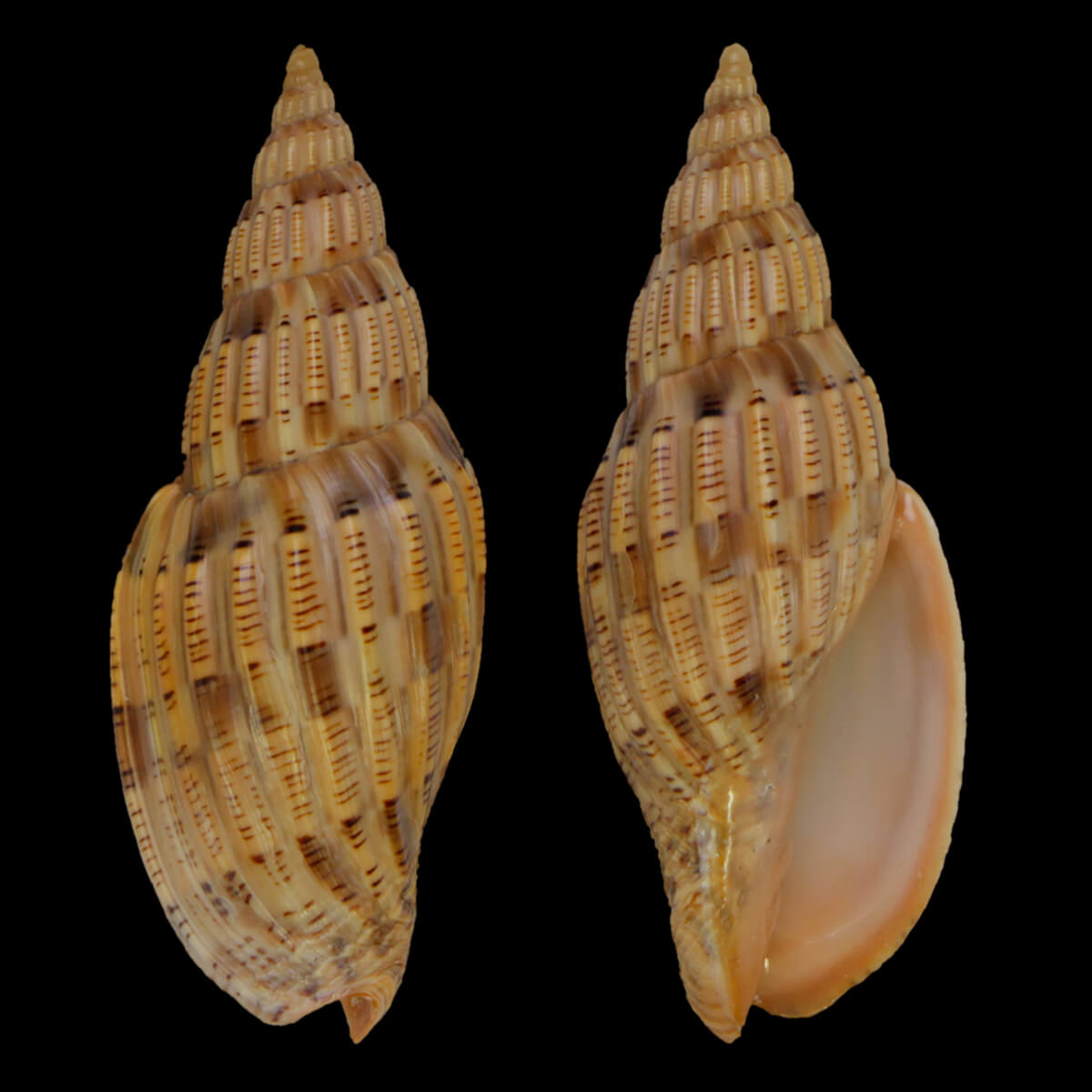 Lyria Lyraeformis
