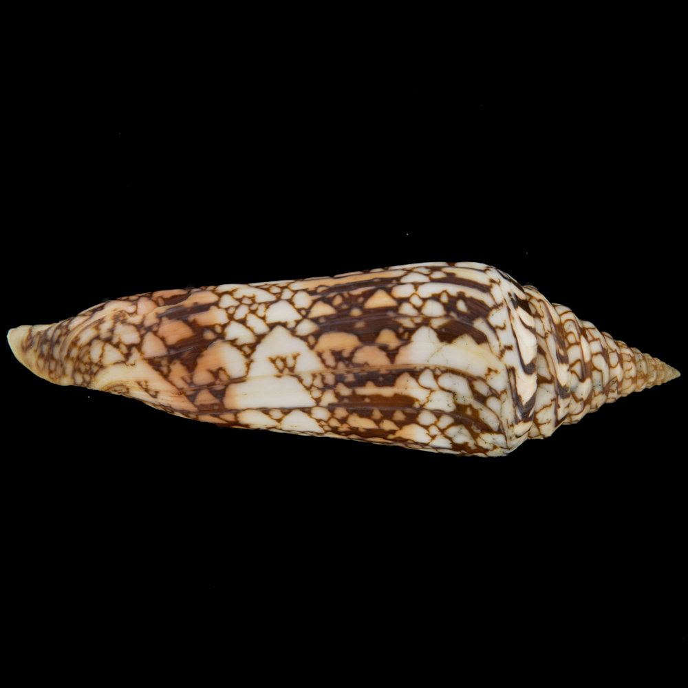Conus Milneedwardsi Clytospira