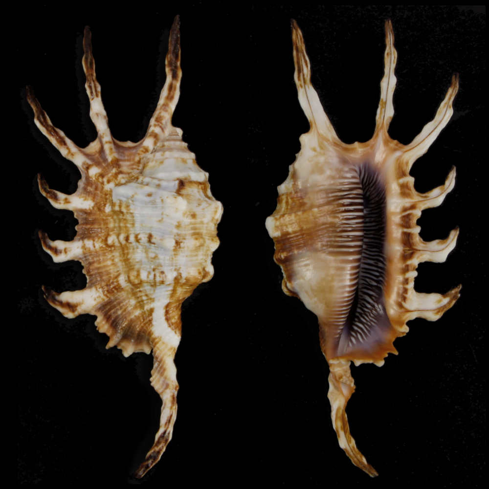 Lambis Scorpius - Madagascar