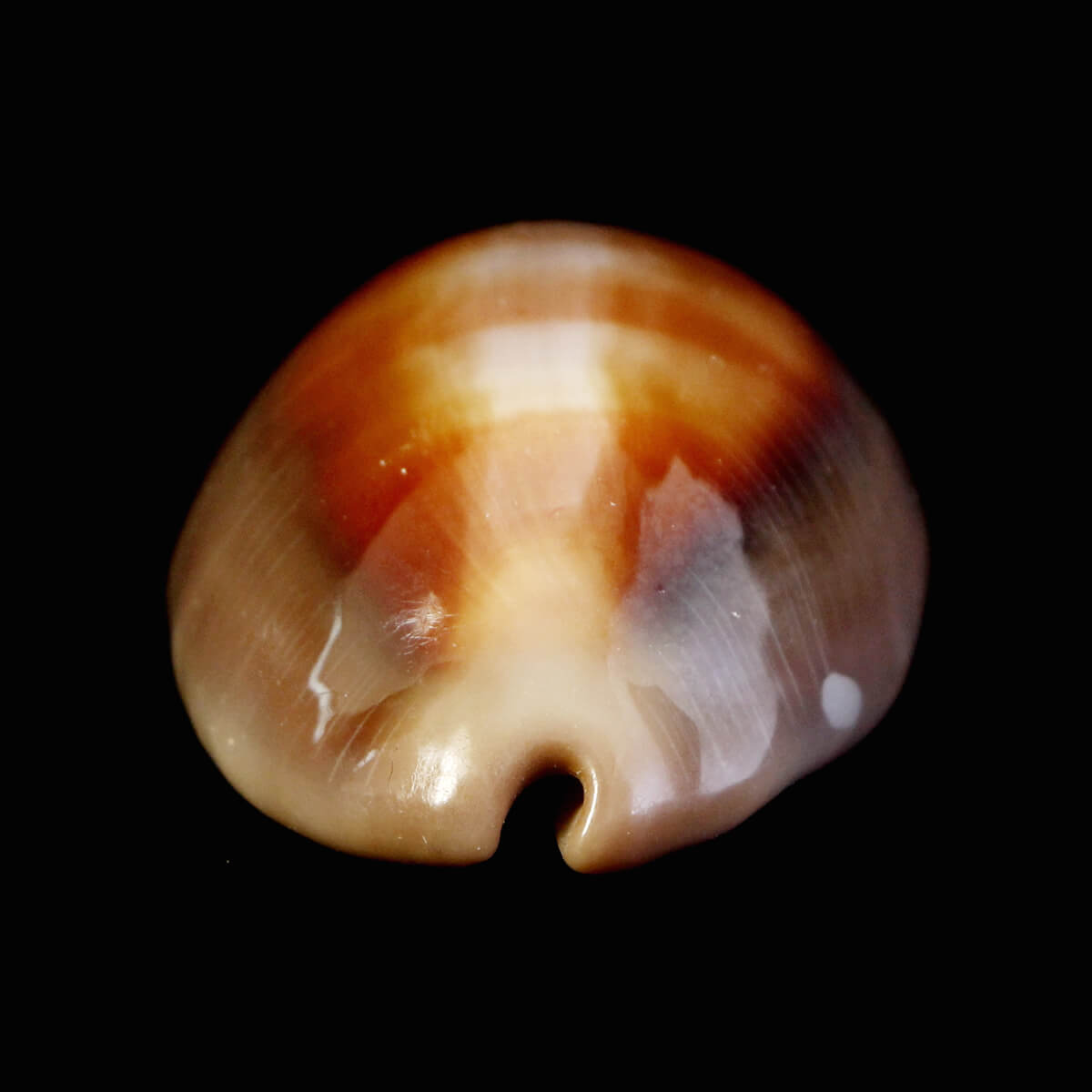 Lyncina Ventriculus