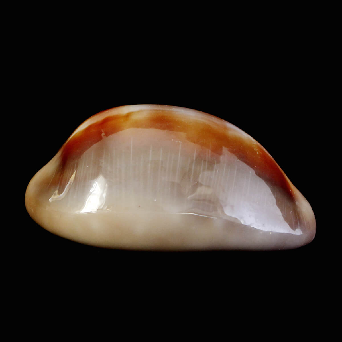 Lyncina Ventriculus