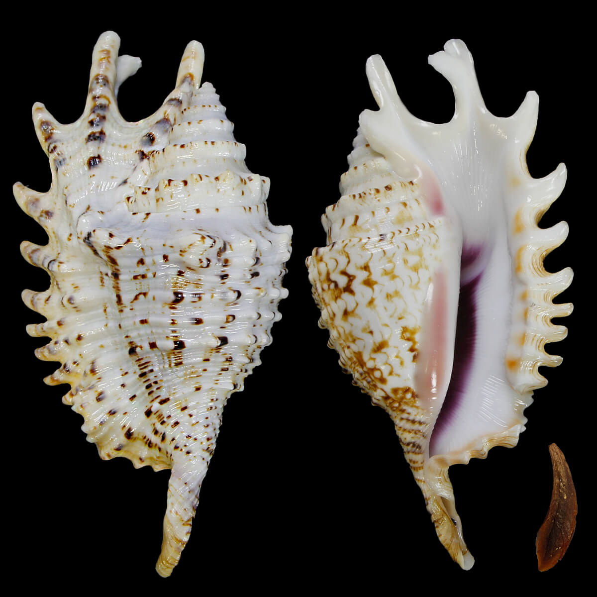 Ophioglossolambis Violacea - Mauritius