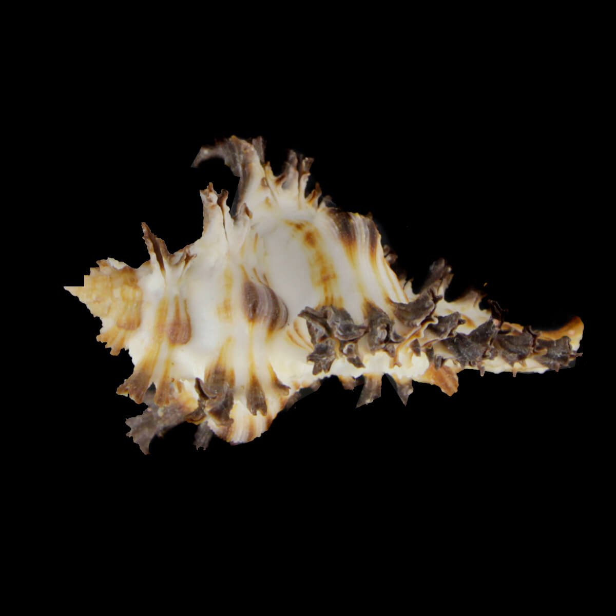 Chicoreus Brunneus BLACK & WHITE