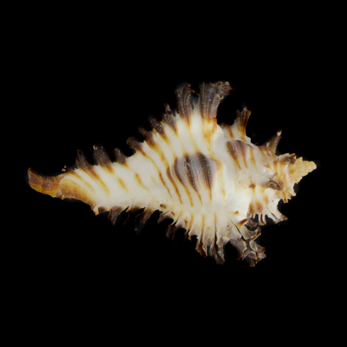 Chicoreus Brunneus BLACK & WHITE