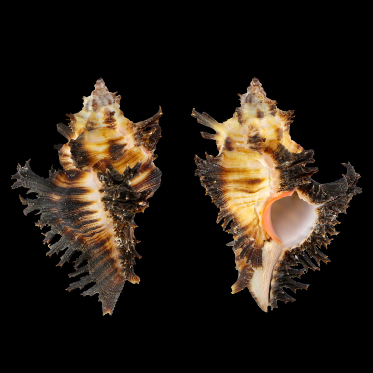 Chicoreus Brunneus BLACK & BROWN