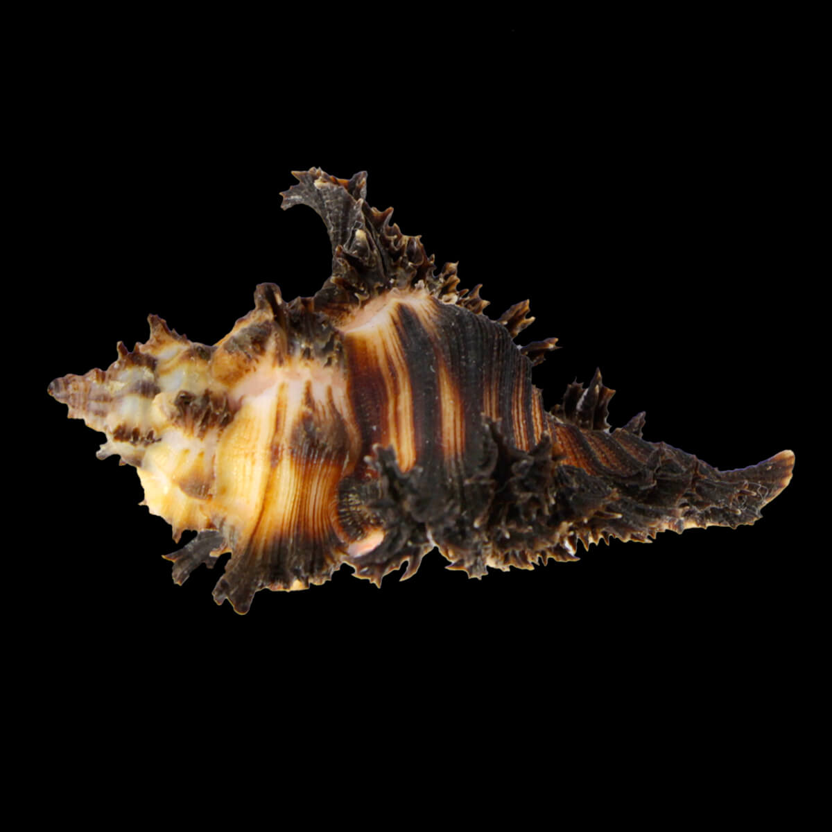 Chicoreus Brunneus BLACK & BROWN