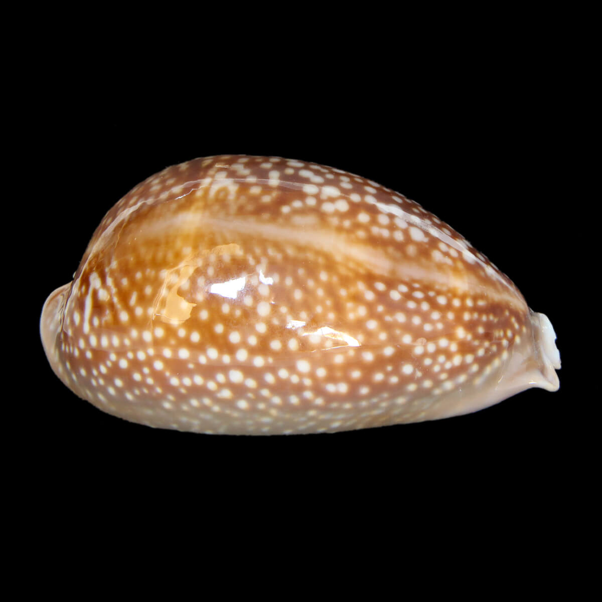 Macrocypraea Cervus