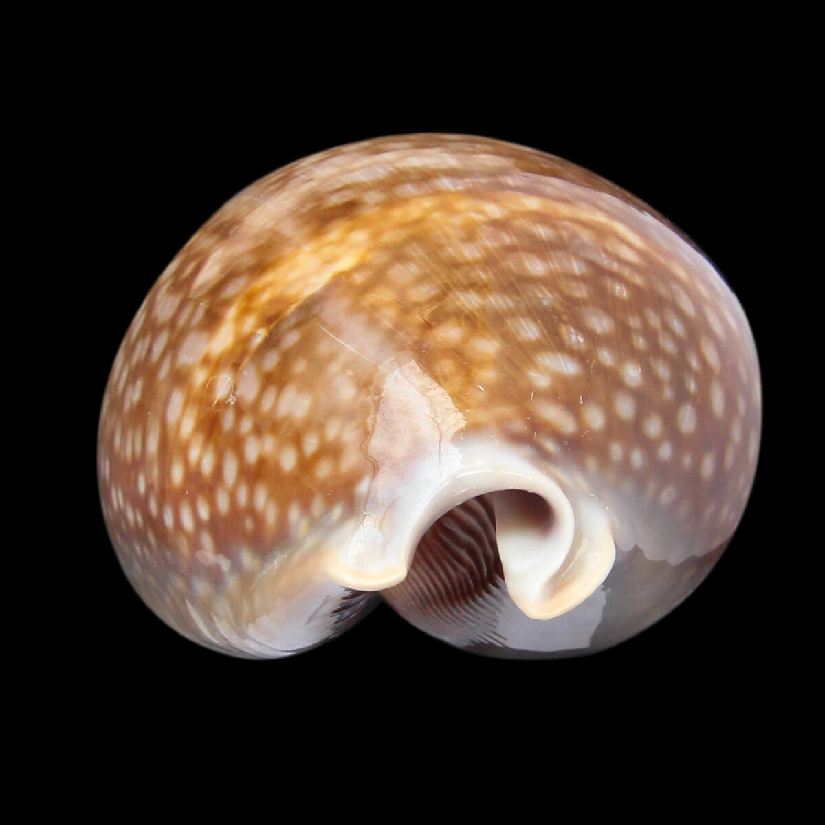 Macrocypraea Cervus